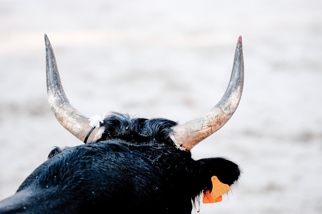 Un toro suelto por la ciudad siembra el terror en Collado Villalba ...