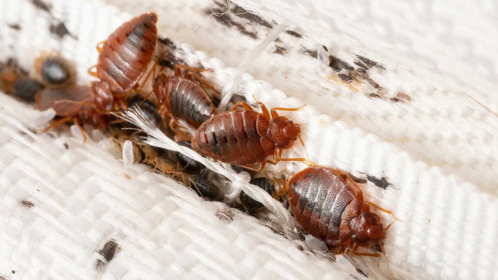 Una plaga de chinches asola la cárcel de Valdemoro | Noticias para ...